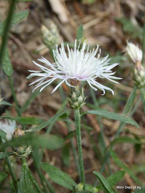 Diffuse Knapweed | Minnesota Department of Agriculture